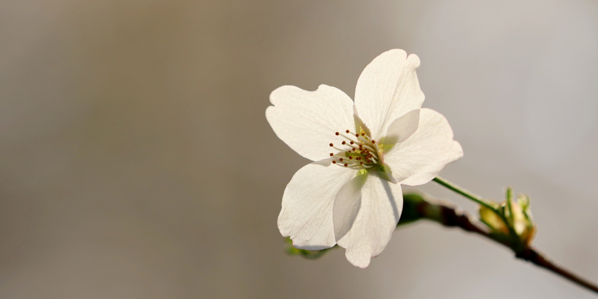 Checklista för dödsbo – vad ska göras? | Flytta.se